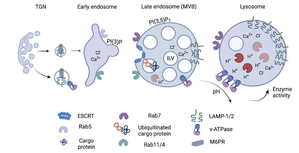 Lysosomes and B cells on the spotlight – Lymphocyte Activation Lab